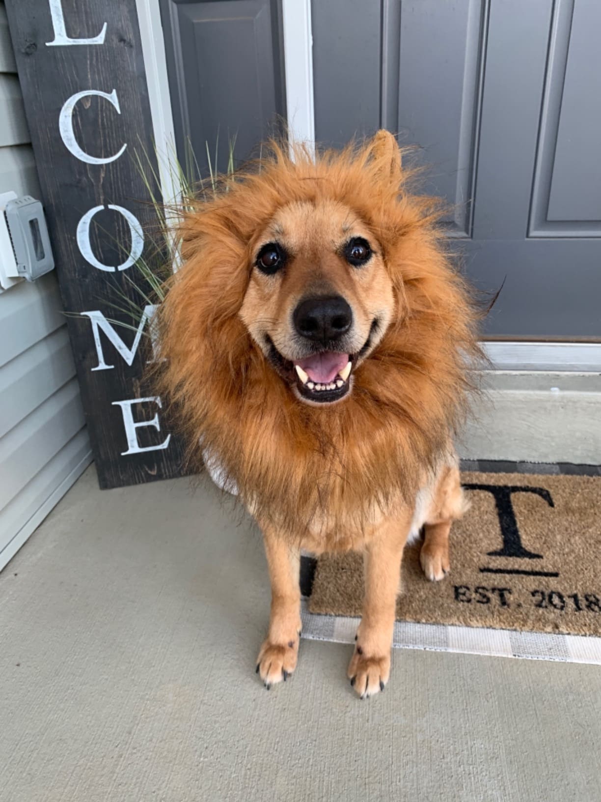 Lion Dog Costume – DoggoComfy