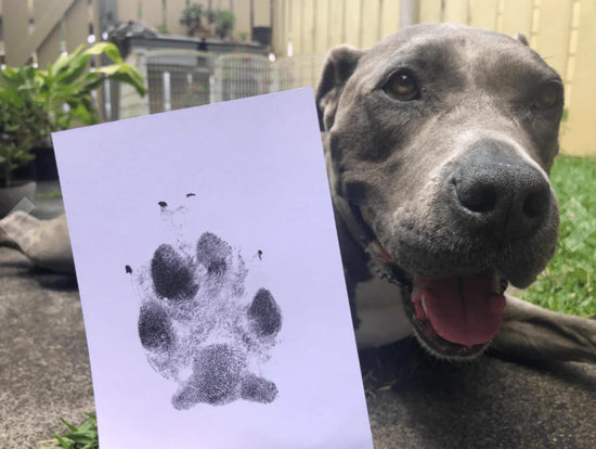 Paw Print Stamp Pad – DoggoComfy